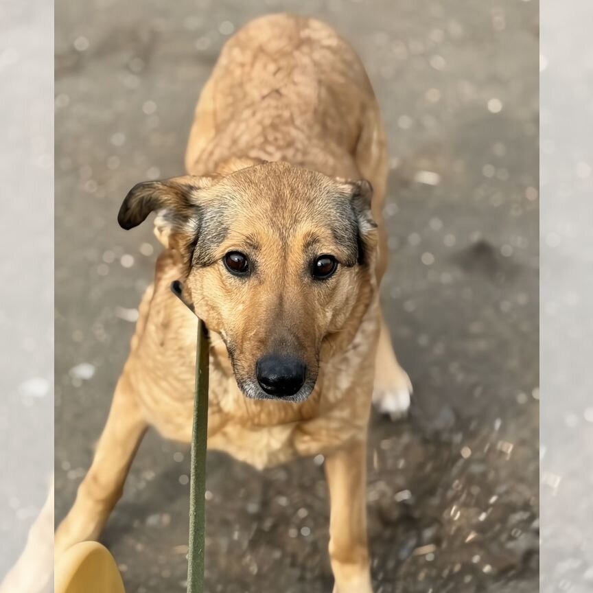 Взрослая собака в добрые руки