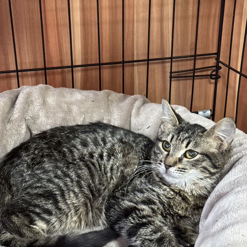 Европейский котенок 4 месяца