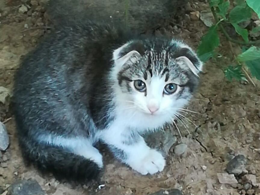 Котенок Вислоушка