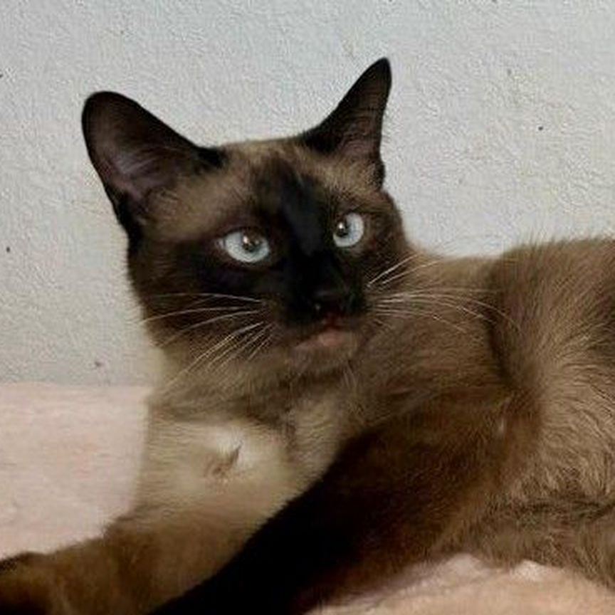 Тайский котик Леон ищет семью