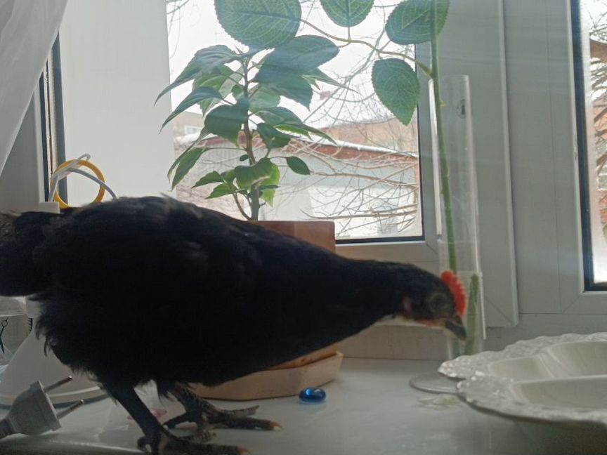 Цыплята бройлеры кобб 500