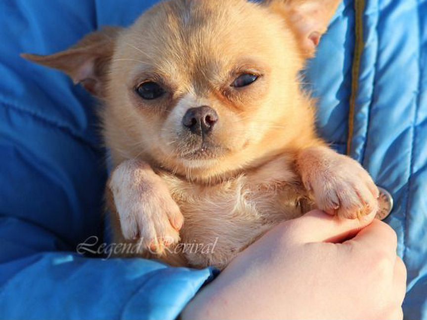 Чихуахуа мини девочка