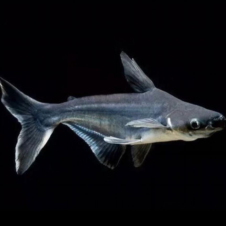 Пангасиус (акулий сом)