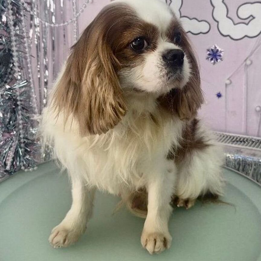 Кавалер кинг-чарльз-спаниель, взрослый пёс