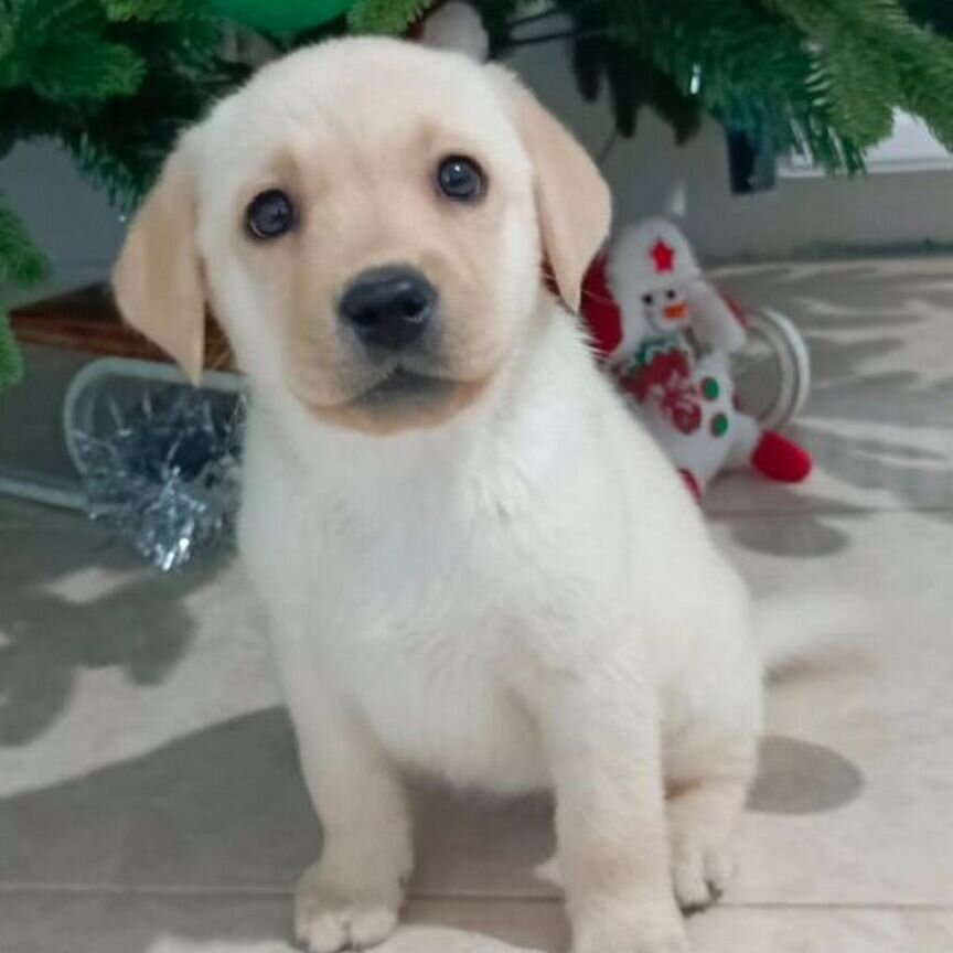 Лабрадор-ретривер, щенок