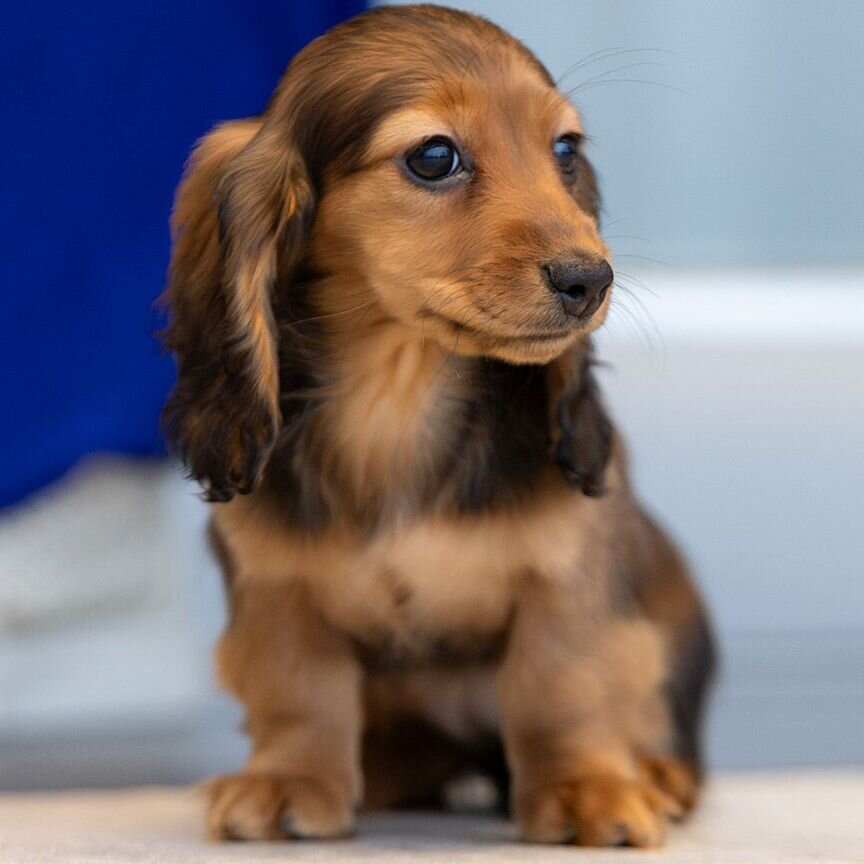 Длинношерстная такса