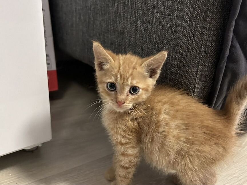 Котенок мальчик