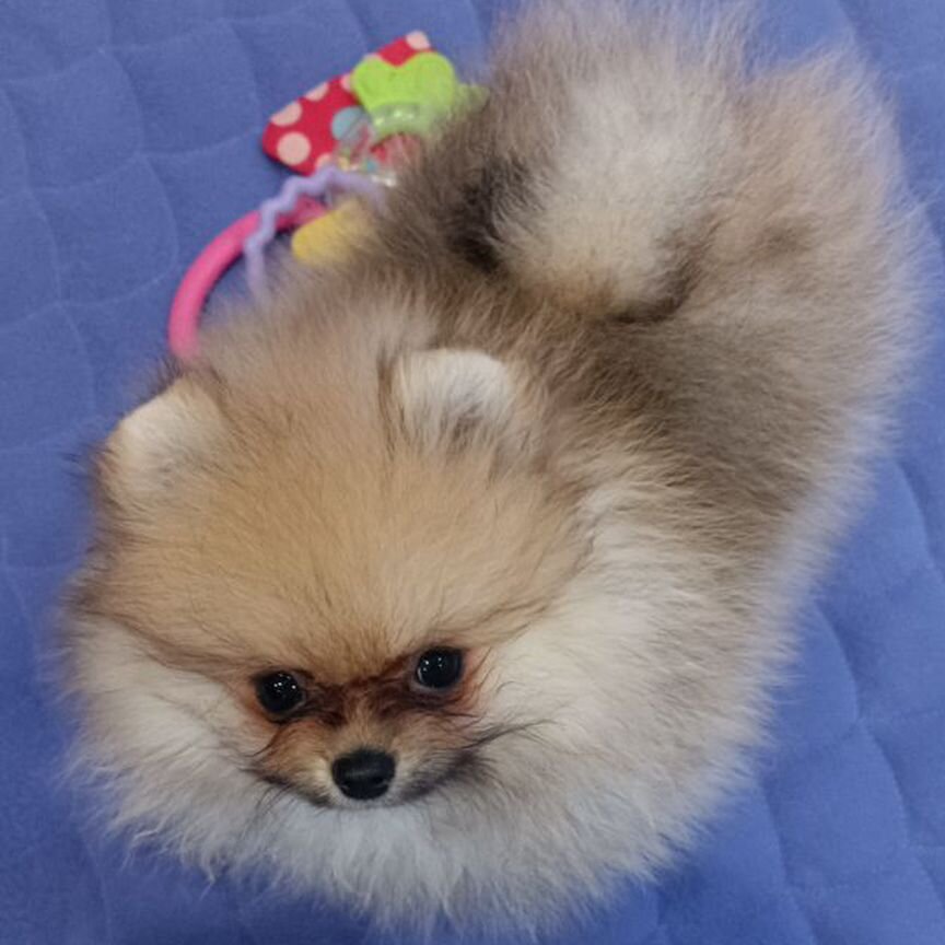 Маленькая куколка шпиц