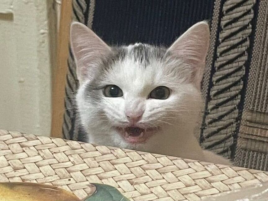 Кошечка Маська