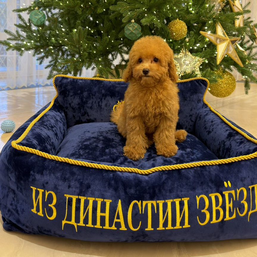 Той-пудель, щенок