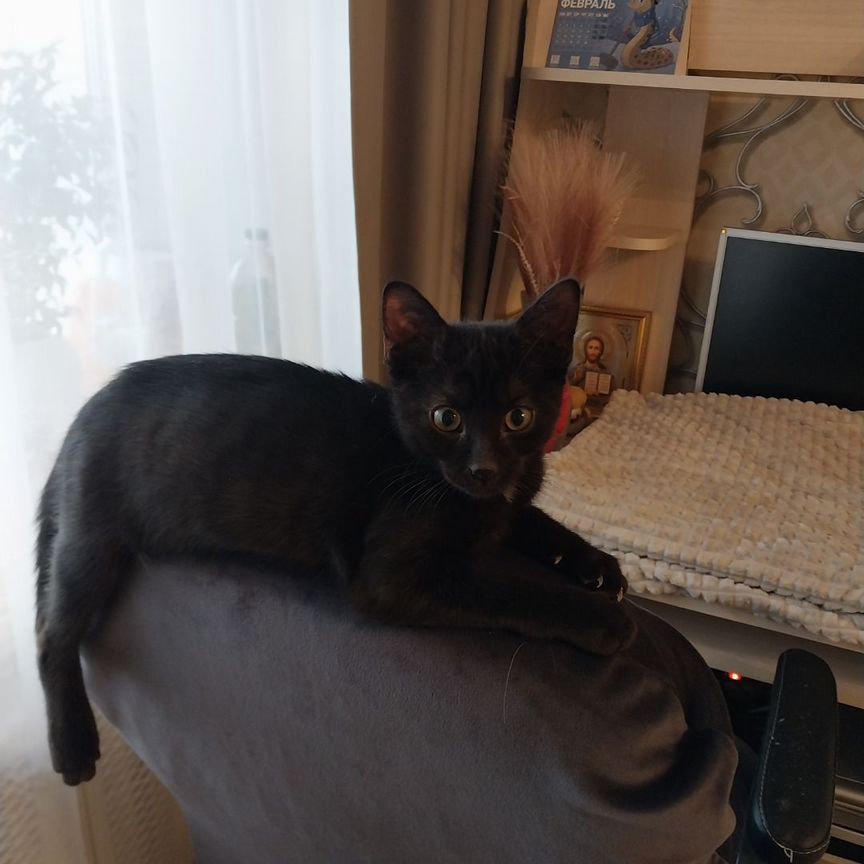 Отдам кота в добрые руки