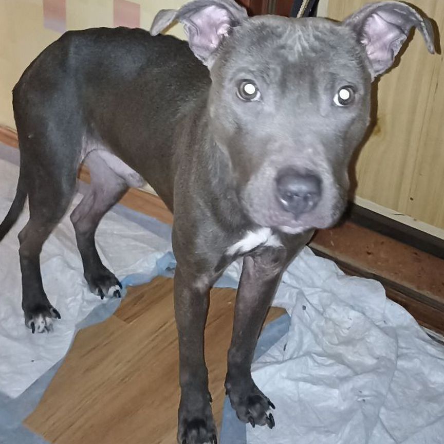 Собака стаффорд