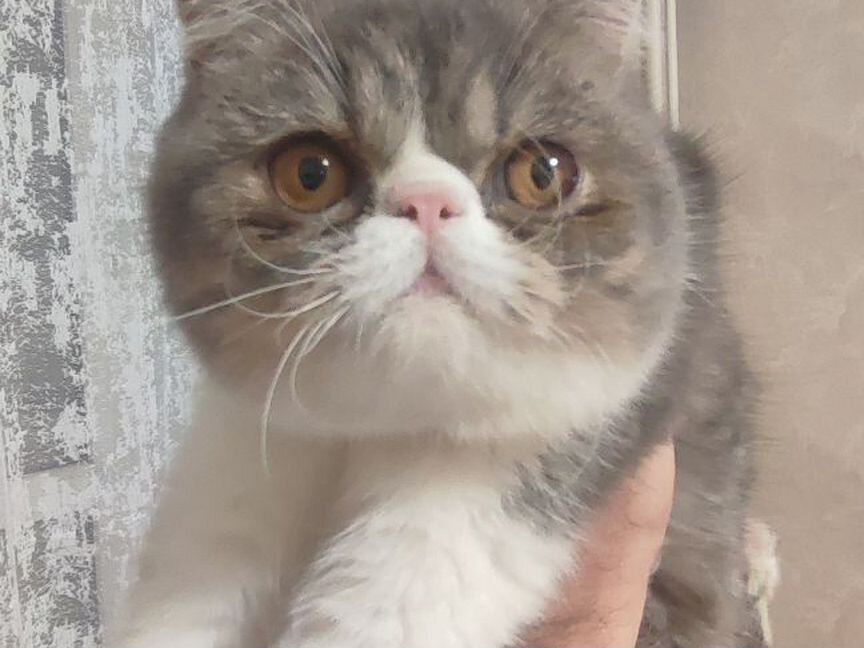 Экзотическая короткошерстная кошка