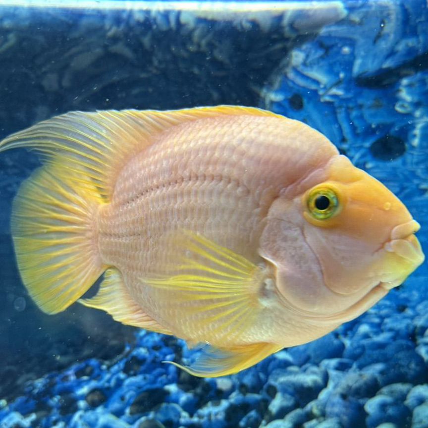 Рыба попугай