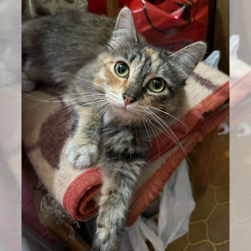 Взрослая, кошка в добрые руки