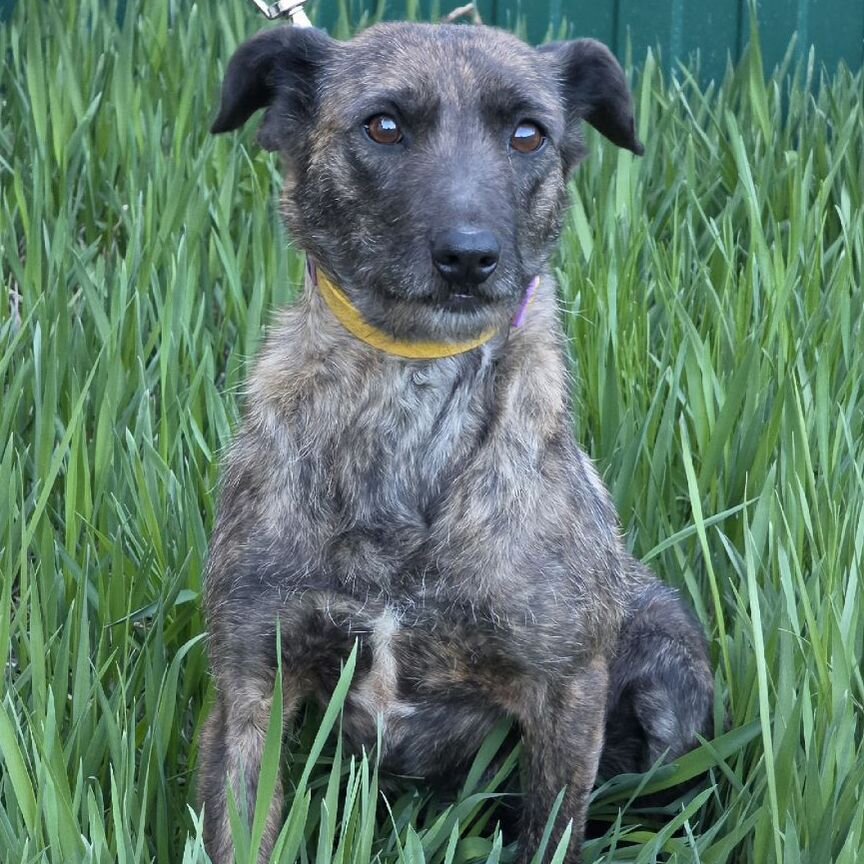 Взрослая собака в добрые руки