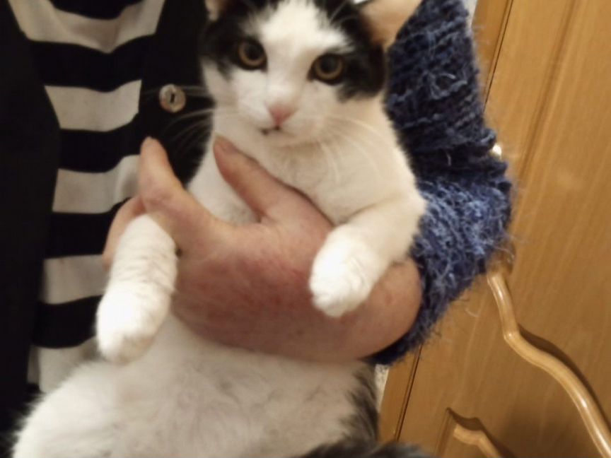 Котенок Шаман