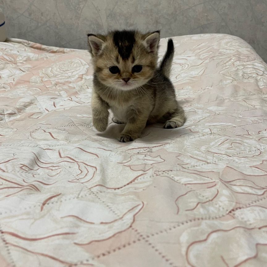 Котята бринской шиншиллы