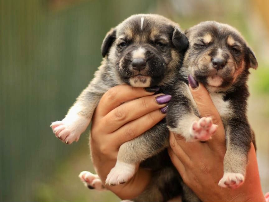 Щенки крохи в дар