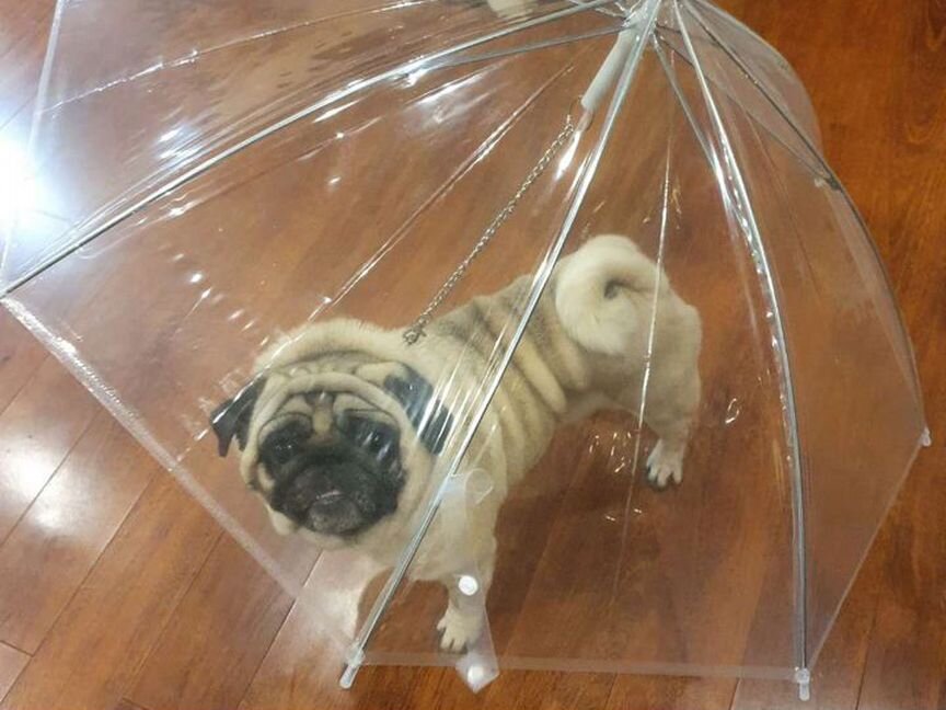 Зонт для собаки