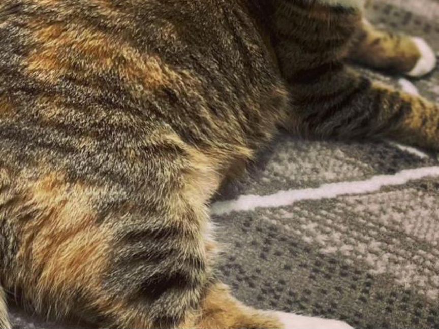 Кошка Трехцветка которая стала не нужна