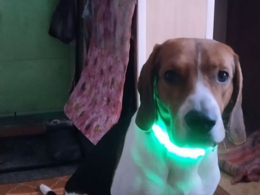 Метис охотничьих пород