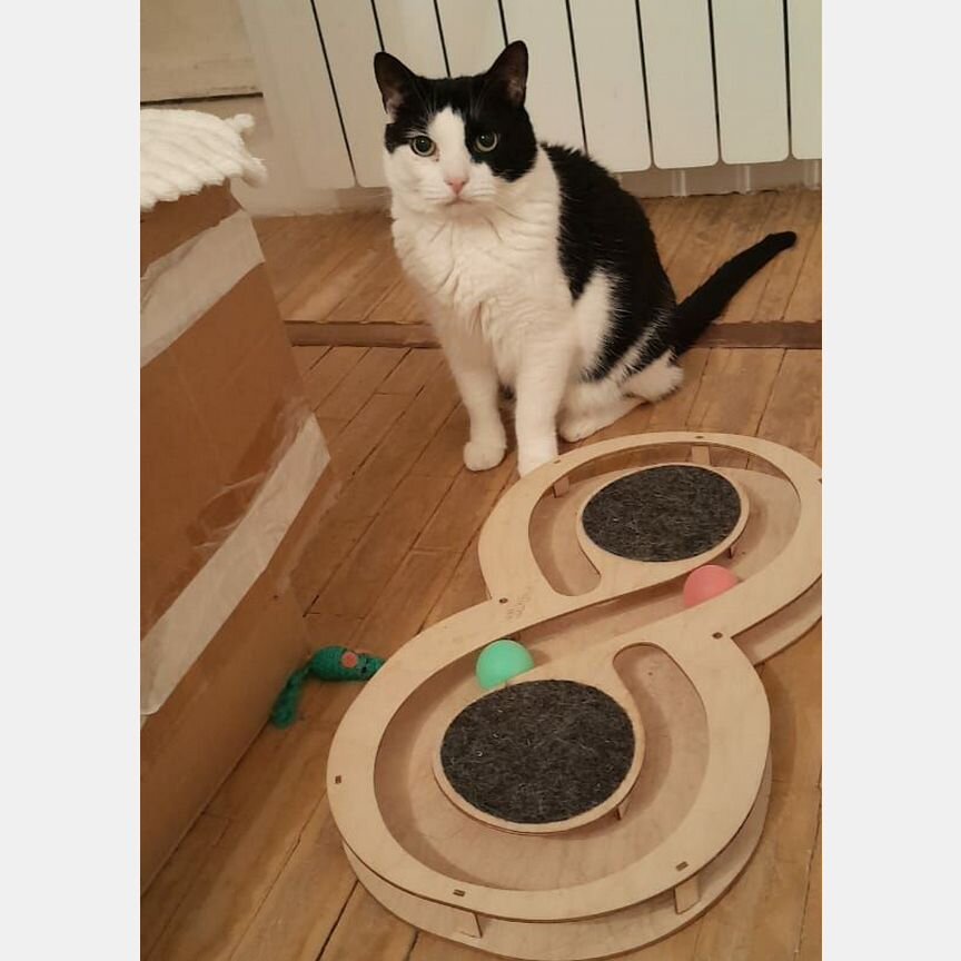 Котик Маркиз 3 года