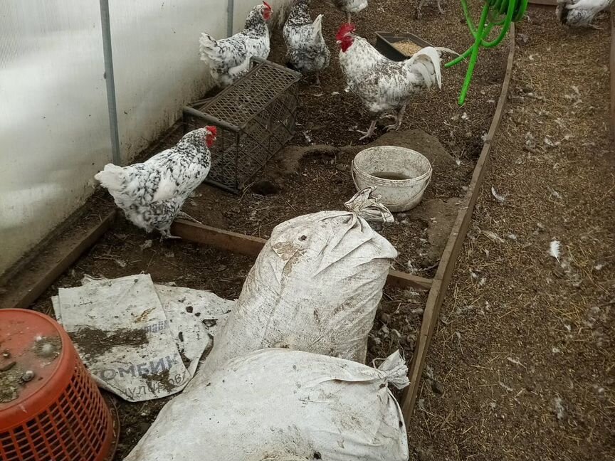 Инкубационное яйцо