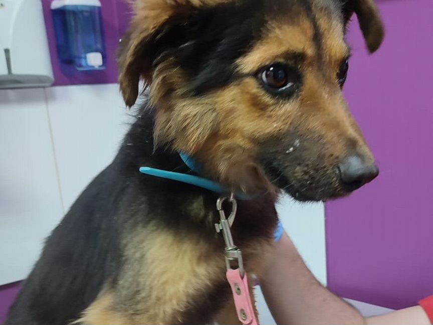 Лучик 8 месяцев ищет хорошие руки)