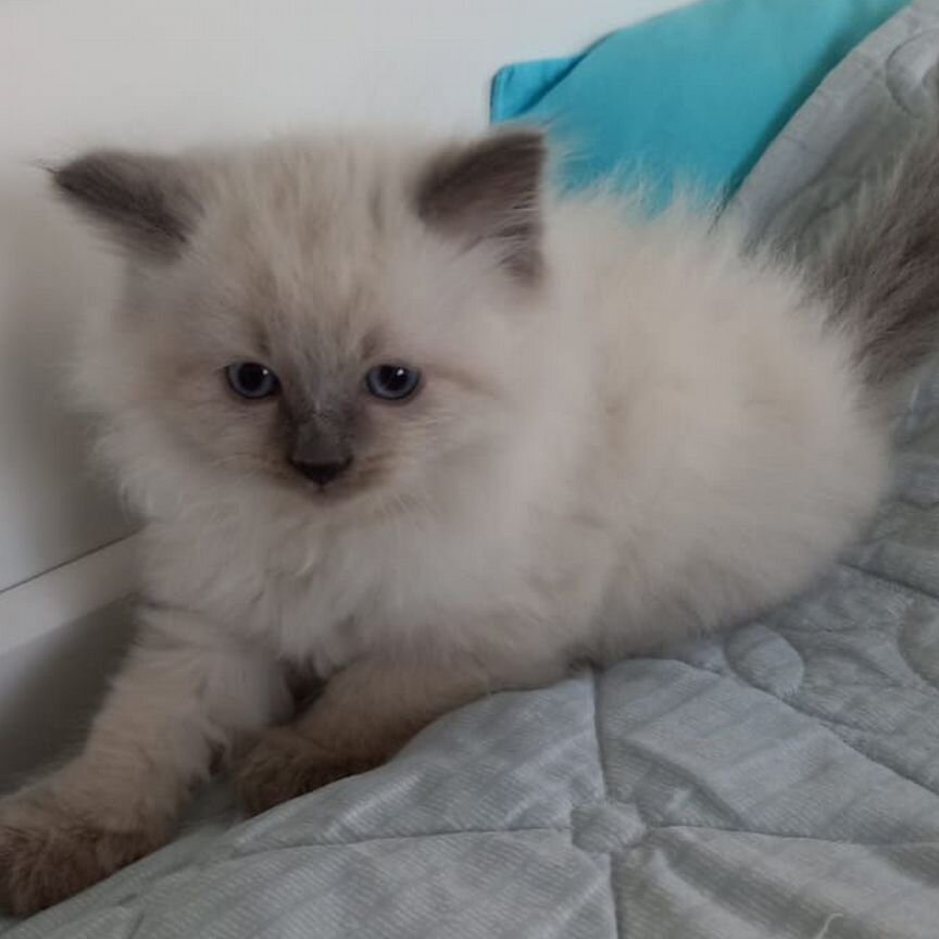 Домашние животные котята