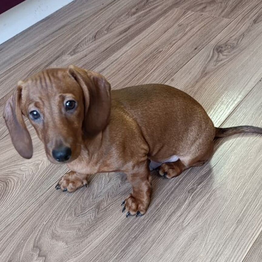 Такса, щенок