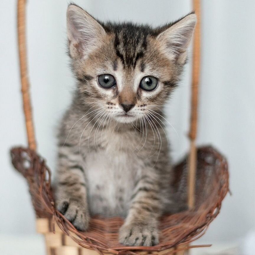 Котенок девочка