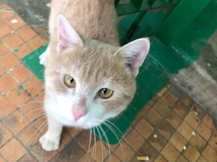 Неимоверно ласковый рыжик выброшен в подъезд