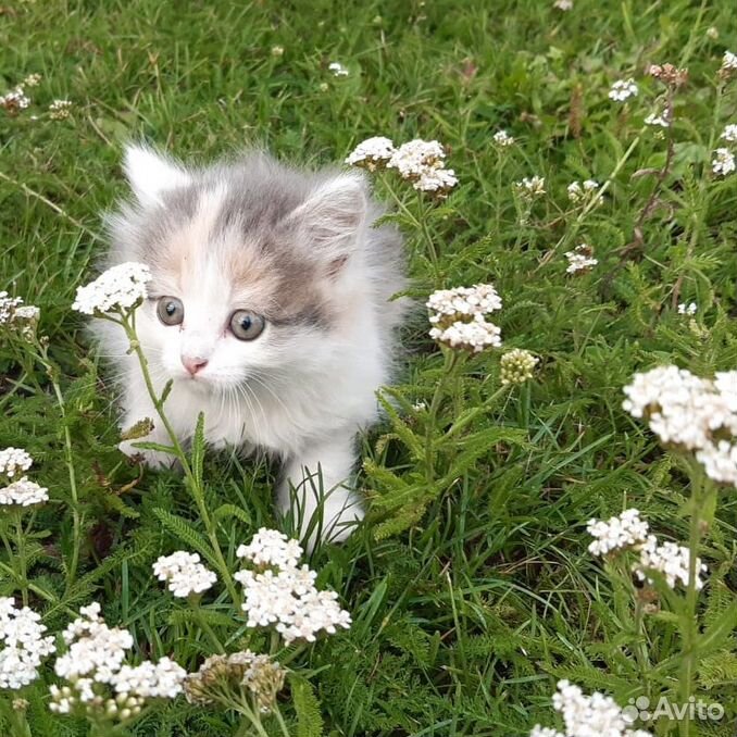 Продам 1.5 месяца котят