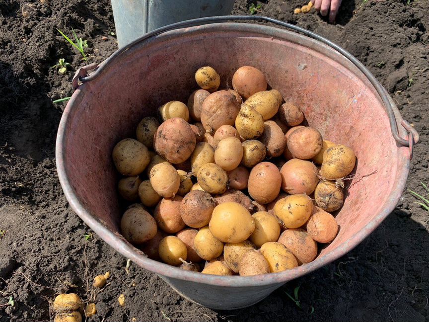 Мелкая картошка для скотины