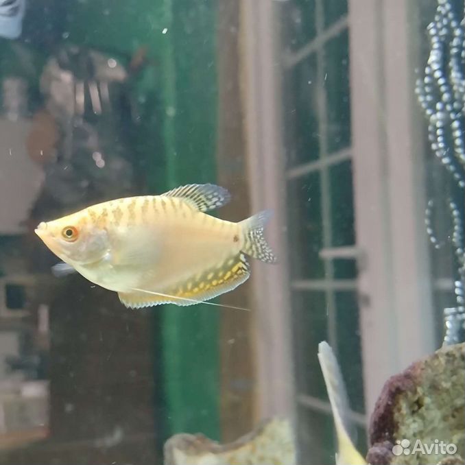 Гурами жемчужный,медовый,мраморный