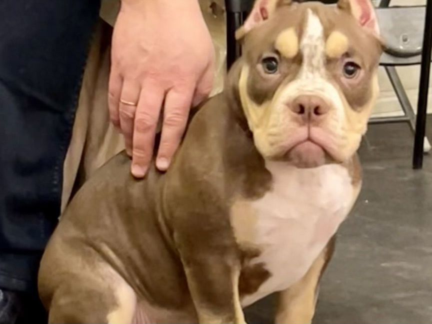 Ам булли мальчик