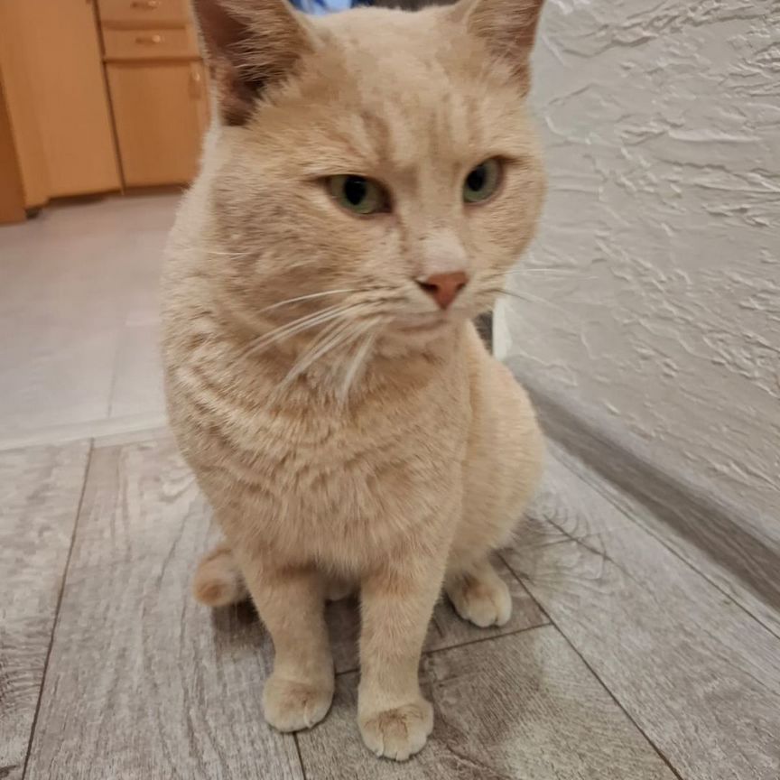 Котик в добрые руки