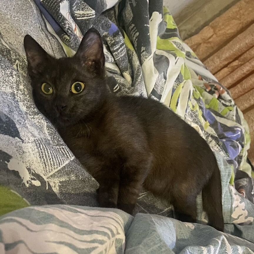 Домашние животные котята бесплатно