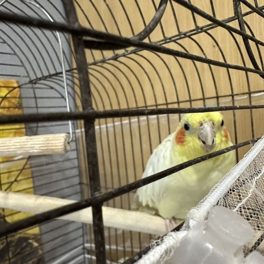 Попугай карела