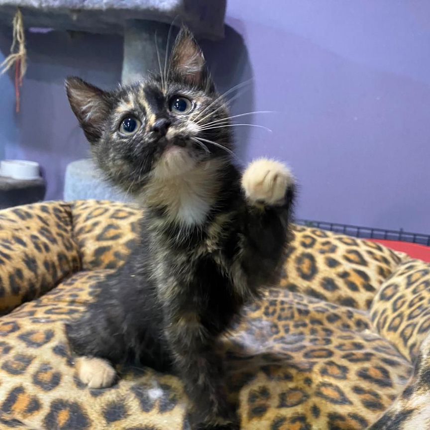 Три сестрички черепашки 1,5 мес