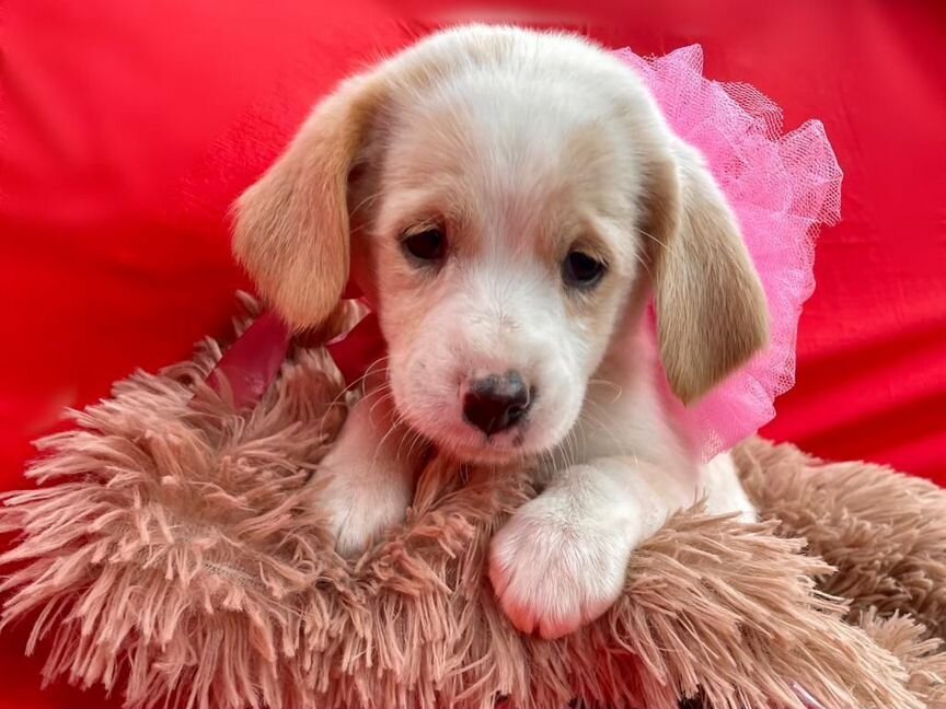 Ушастая малышка в дар