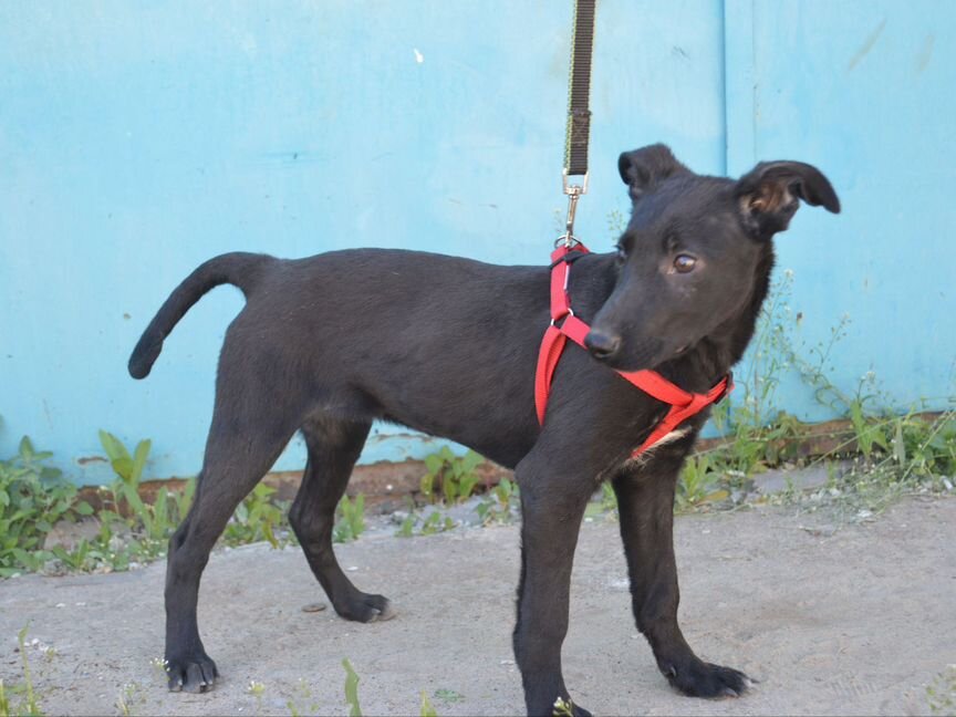 Щенок в добрые руки