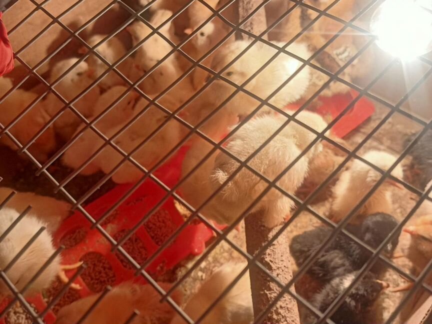 Цыплята несушки леггорн белый принимаю на заказ