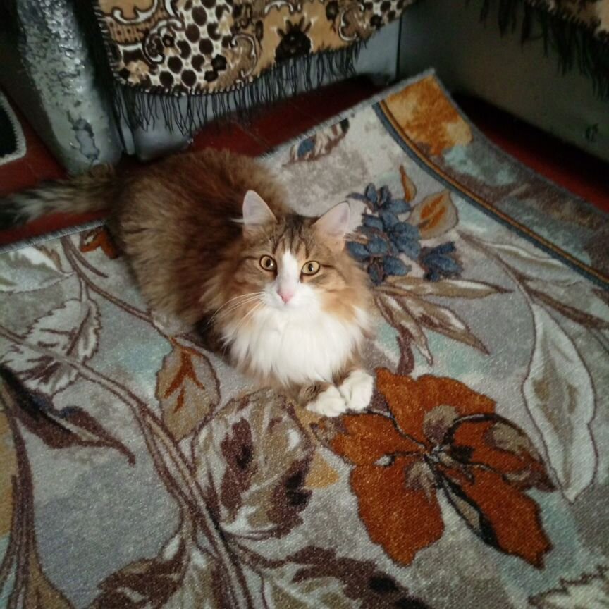 Отдам в добрые руки