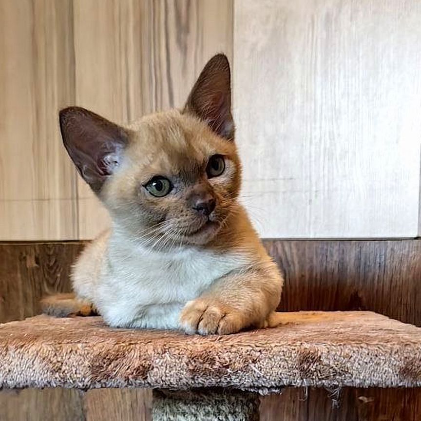 Европейский бурманский котёнок