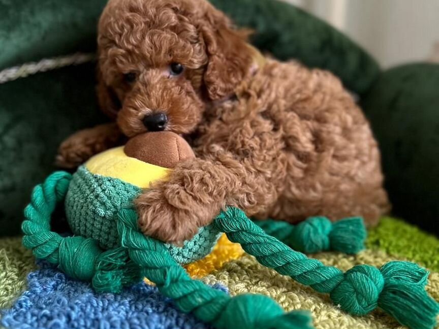 Той-пудель Ред браун