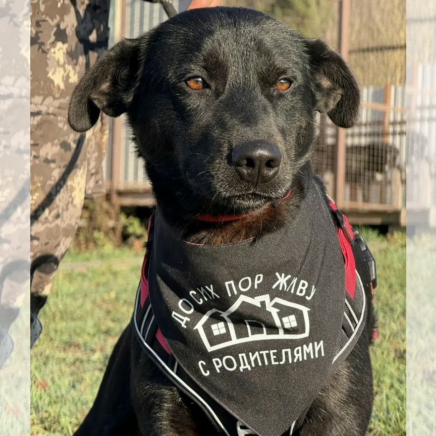 Взрослый пёс в добрые руки