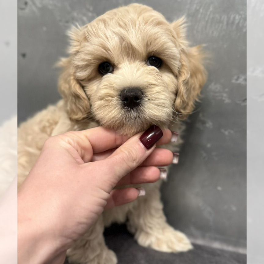 Мальтипу, щенок