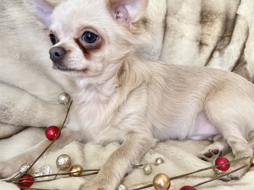 Лучший друг-Гудвин